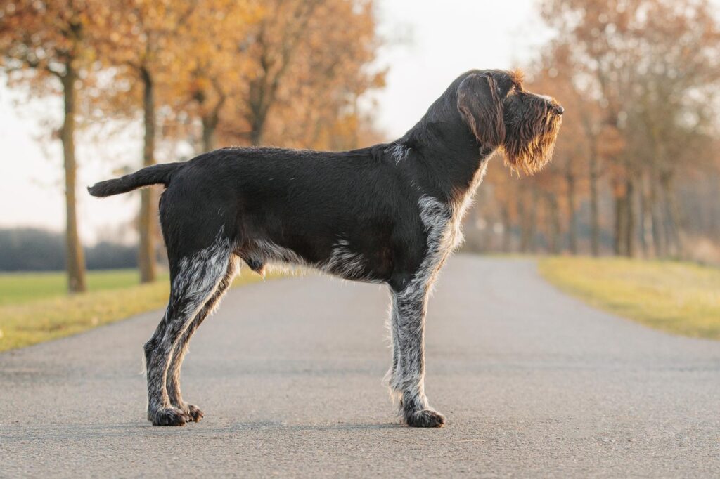 Brisko vom Teichmoor – Brsch – Verein Deutsch-Drahthaar e.V.