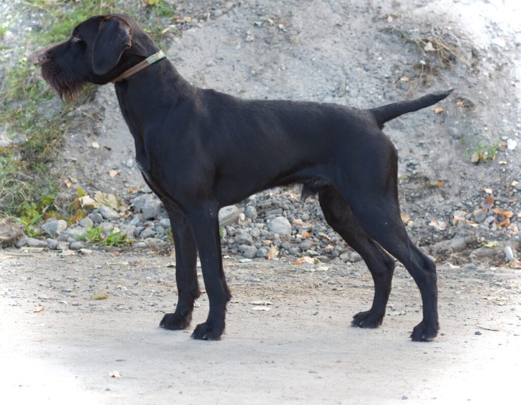 Quando vom Jakobshof – Braun – Verein Deutsch-Drahthaar e.V.